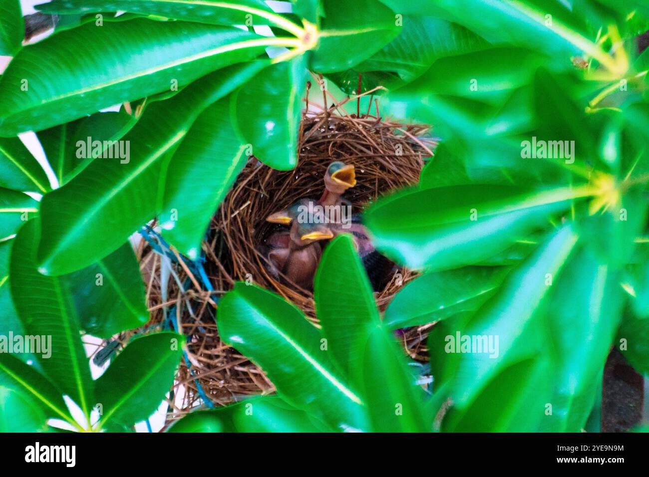 A bird nest hidden in a leafy tree, illustrating the harmony of ...
