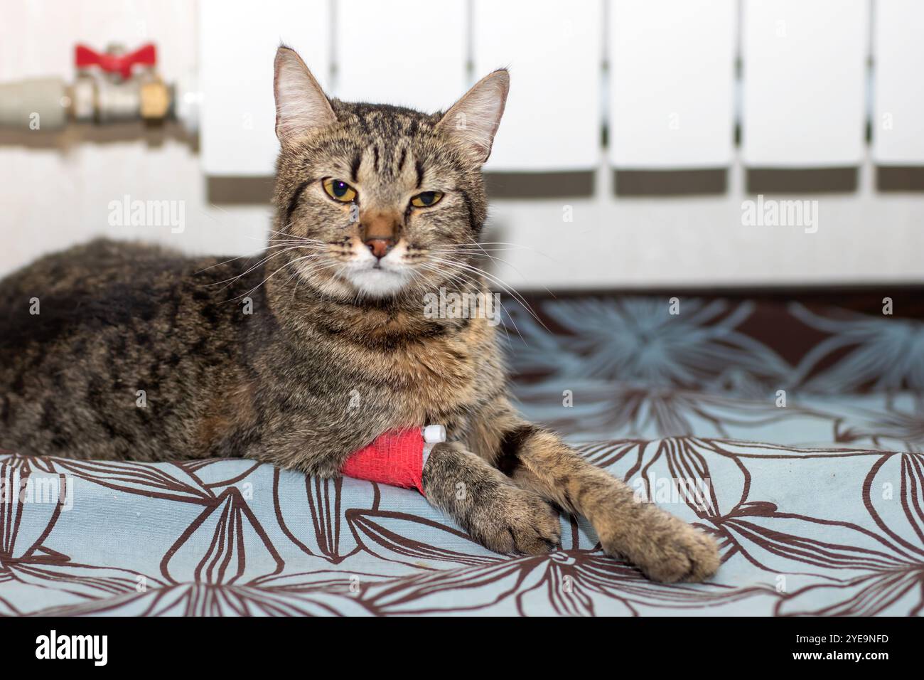 A cat that has a bandage wrapped around its injured leg is currently ...