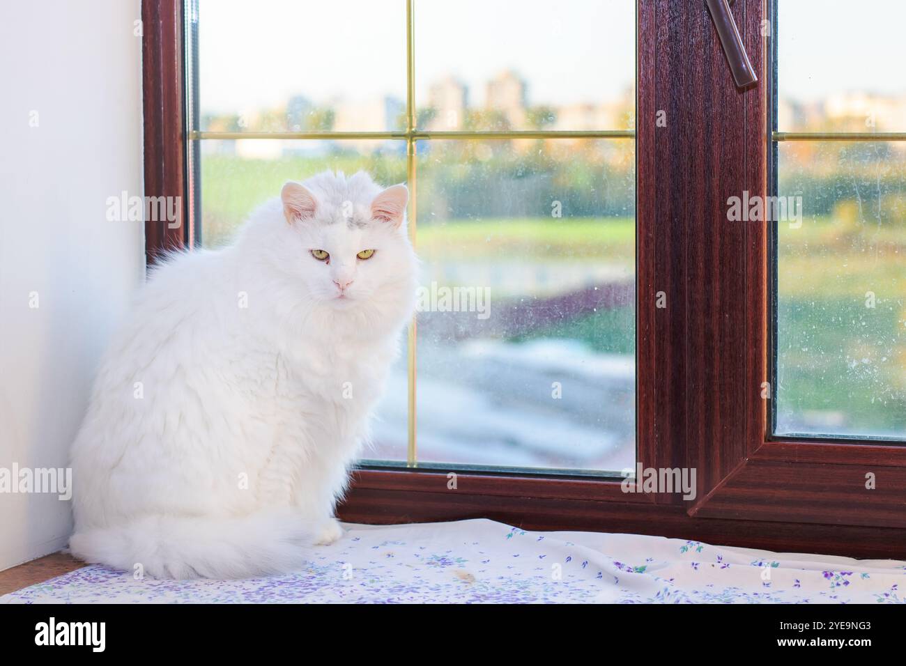 A fluffy white cat is peacefully lounging on a window sill, basking in ...