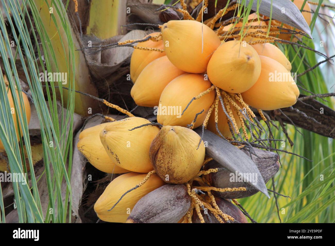 coconut, an exotic and sweet fruit with a hard shell coconut fruit with ...