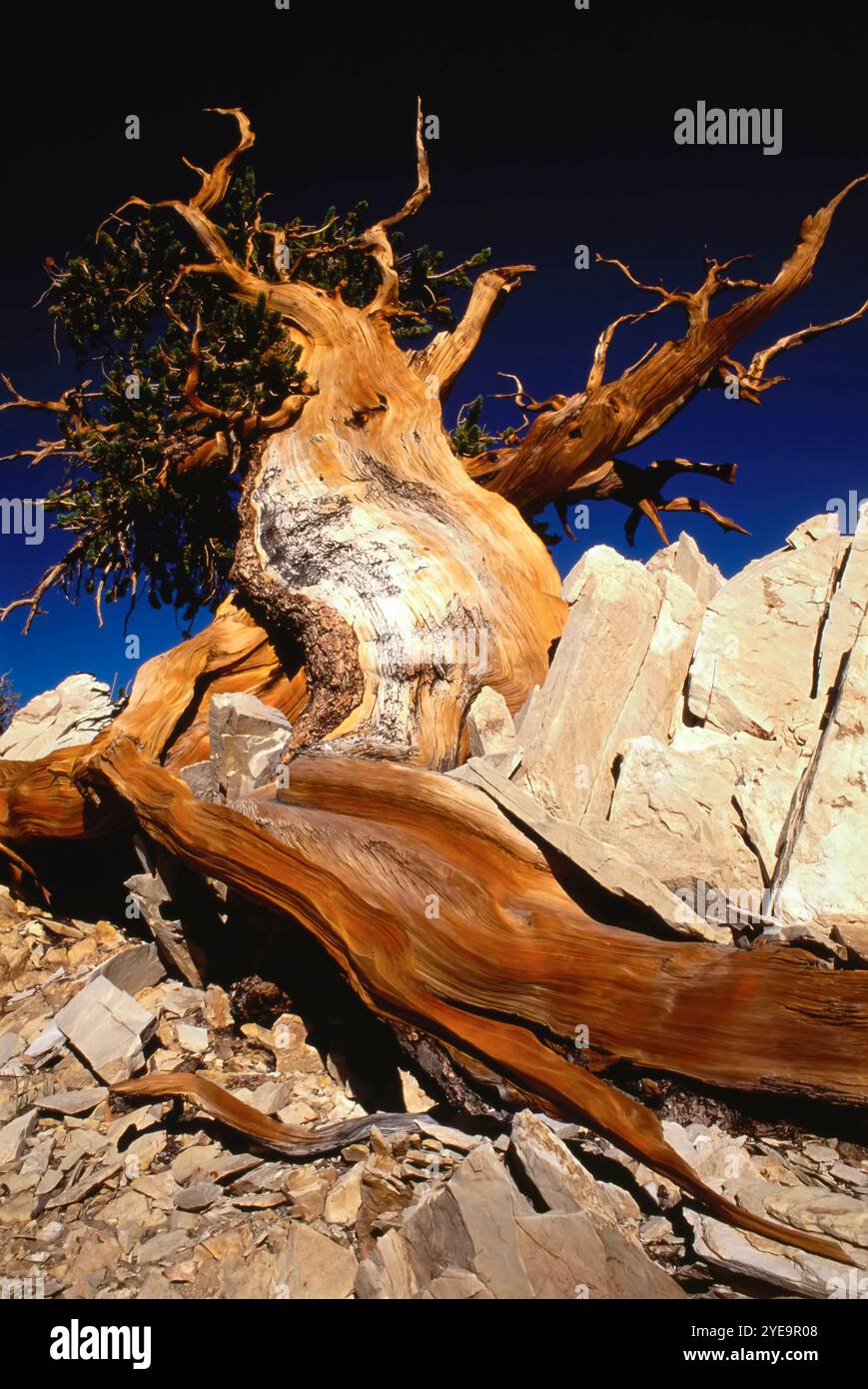 Oldest Living Things on Earth, Bristlecone Pines in Ancient Bristlecone ...