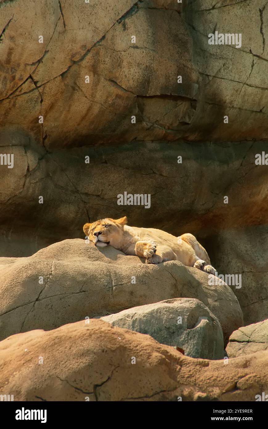 Lion (Panthera leo) sleeping on a rock in a zoo enclosure; Toronto ...