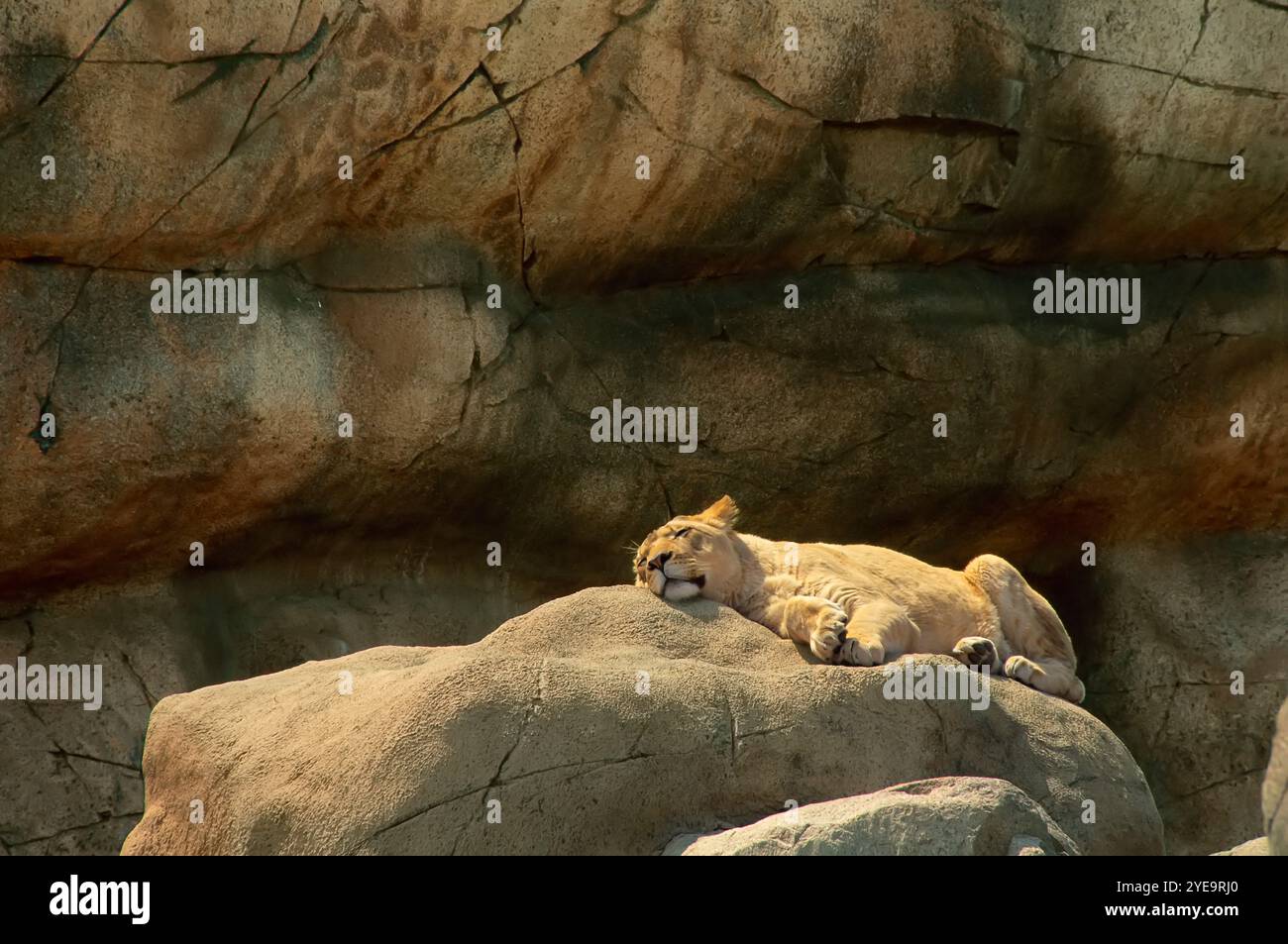 Lion (Panthera leo) sleeping on a rock in a zoo enclosure; Toronto ...