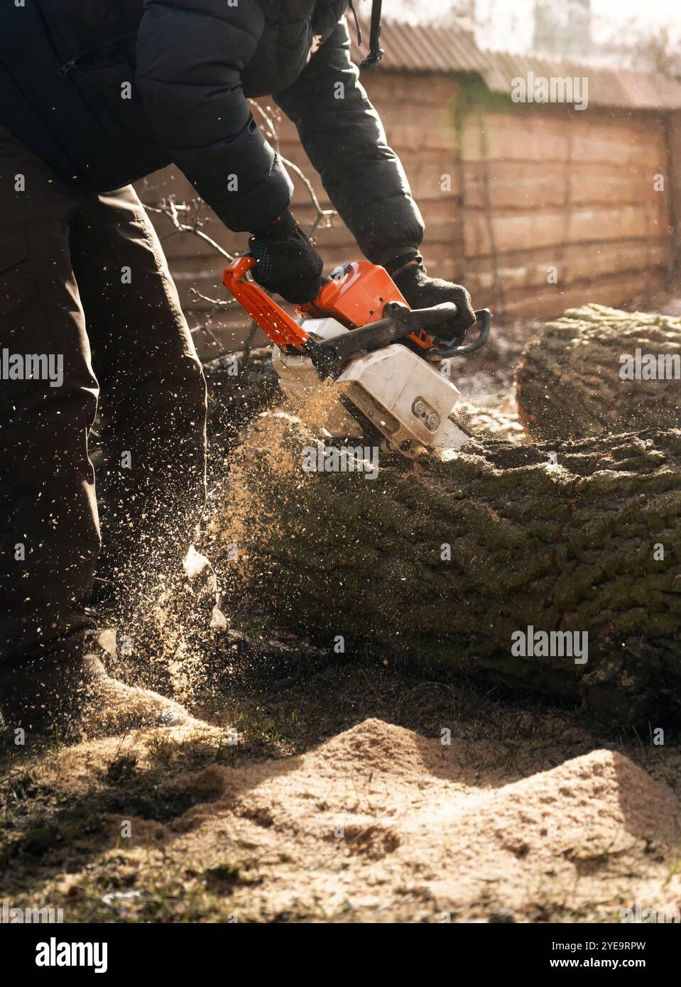 Pile of wood shavings near a tree cut down with a chainsaw by an ...
