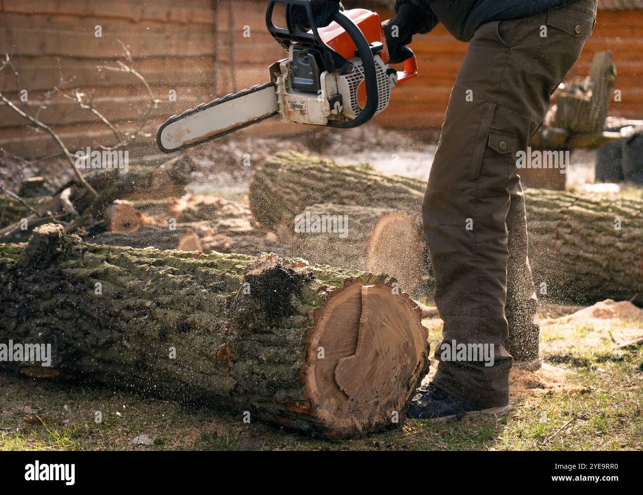 Process of cutting down a tree by an arborist with a chainsaw Stock ...
