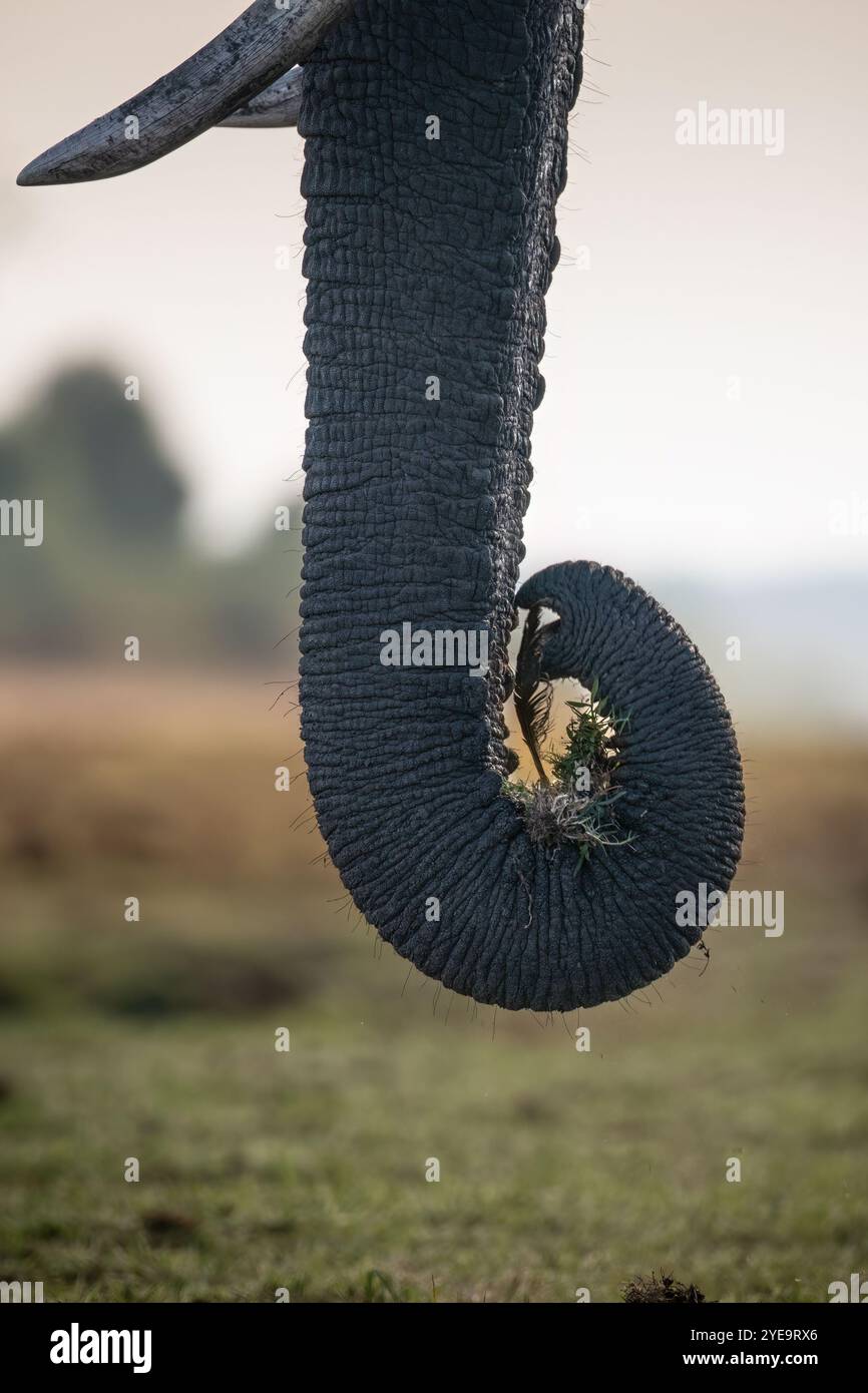 Elephants trunk in detail Stock Photo - Alamy