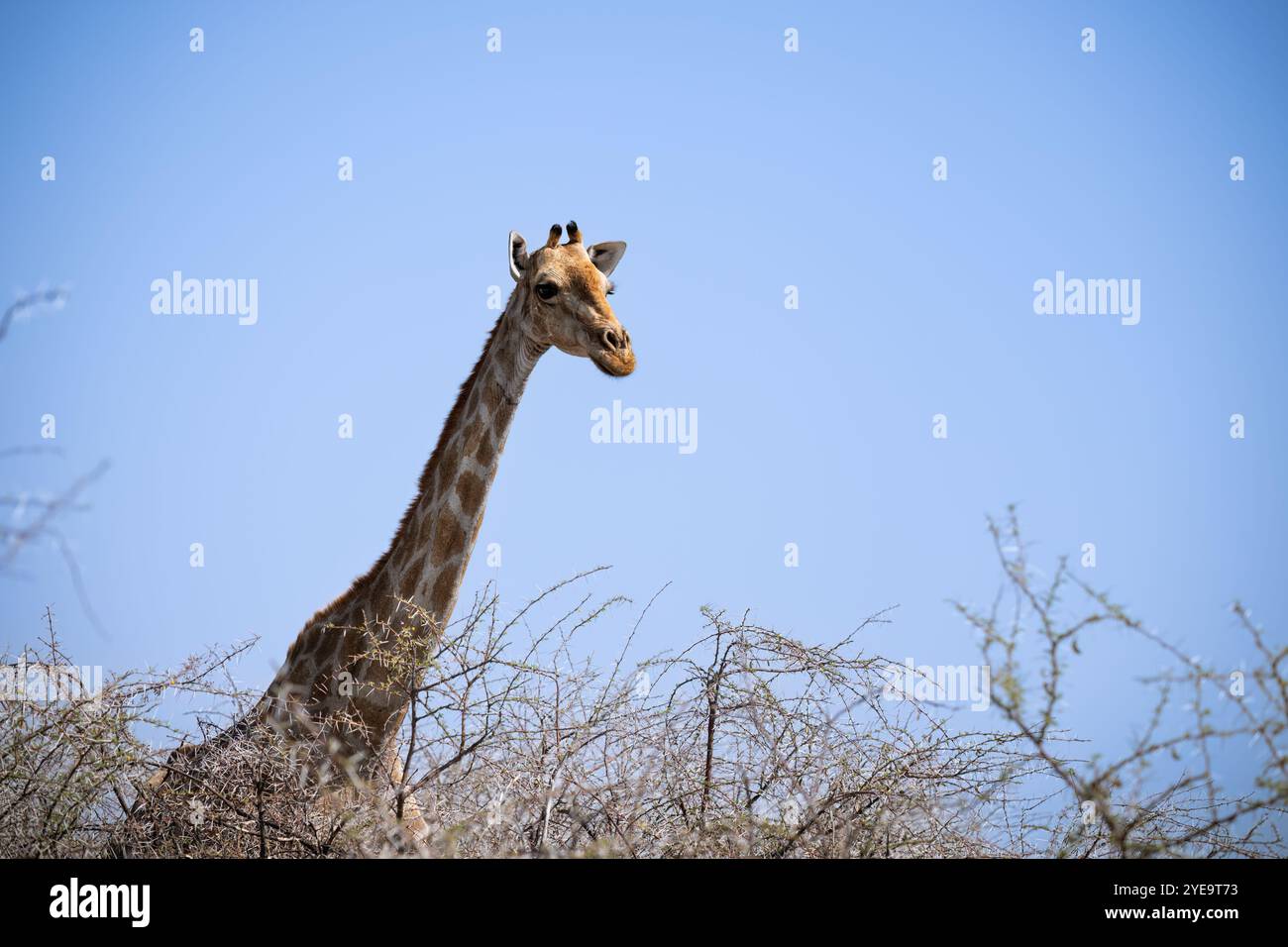 The giraffe is a large African hoofed mammal belonging to the genus ...