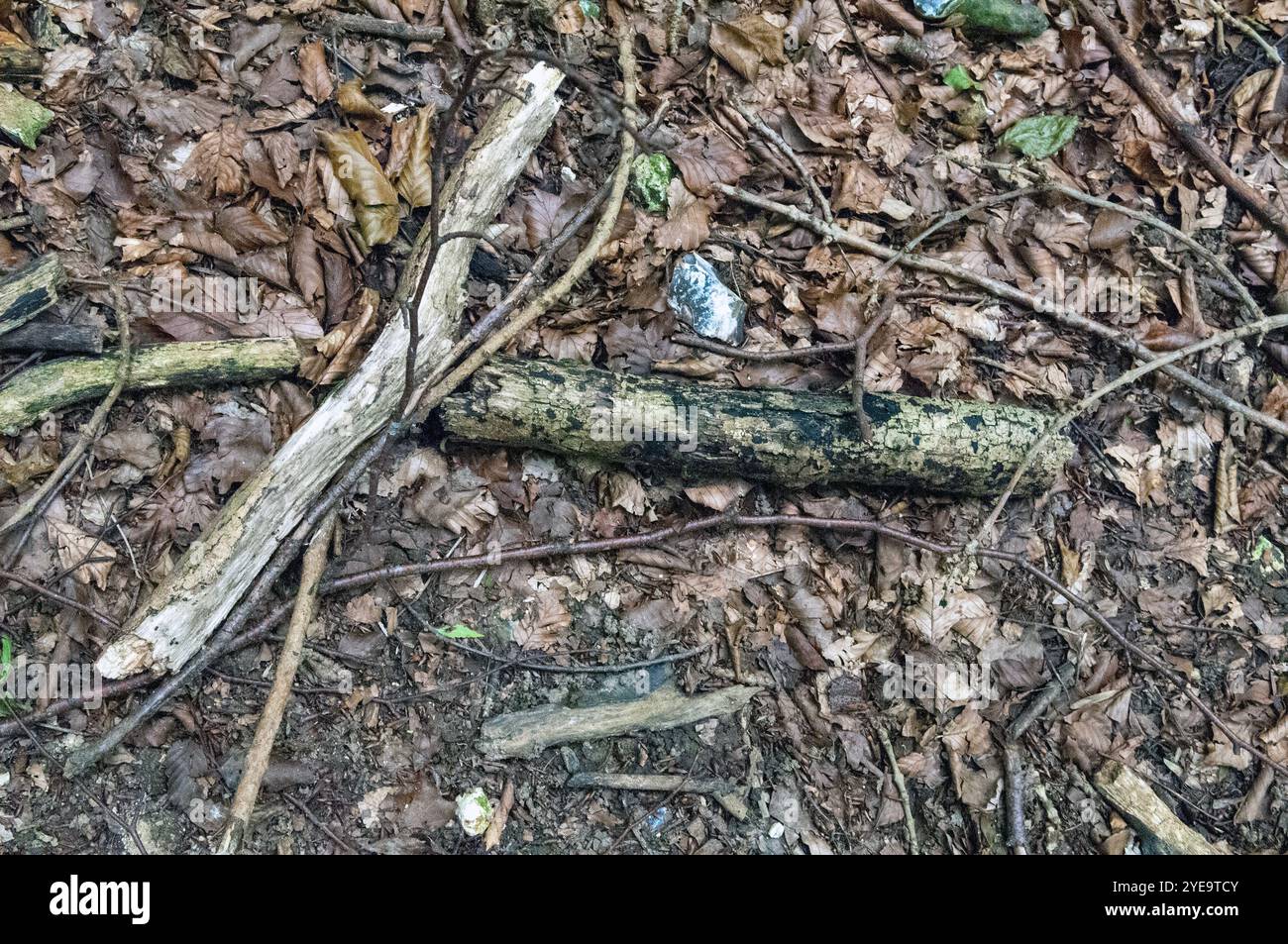 Rotting logs scattered on the ground amonst the leaves and the mud ...