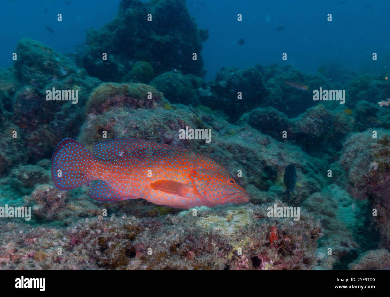Coral Grouper - Underwater Image taken during scuba diving in Havelock ...