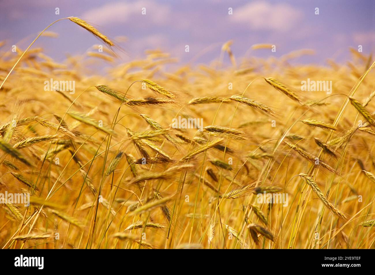 Golden wheat on prairies hi-res stock photography and images - Alamy
