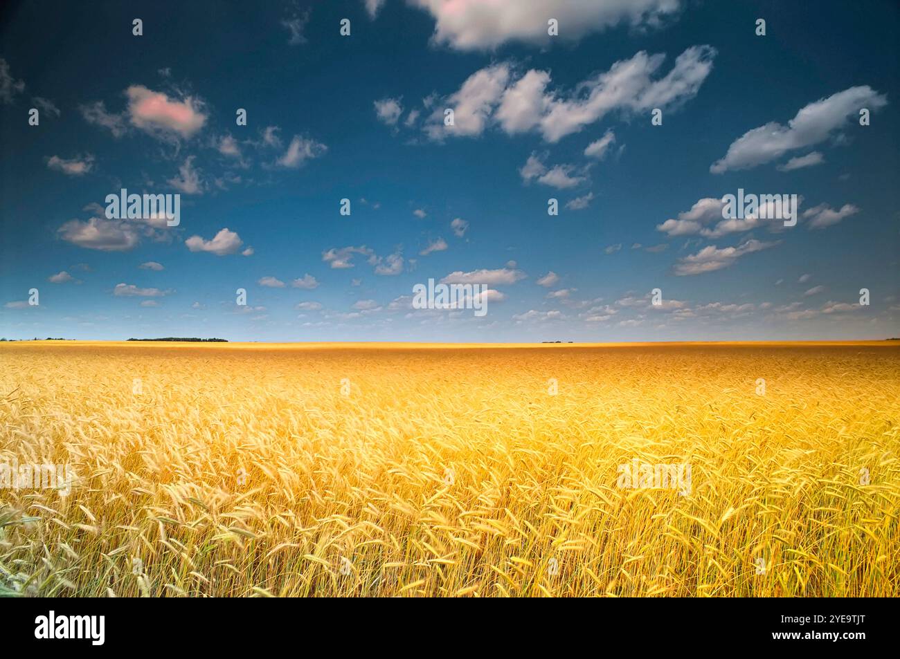 Wheat field in manitoba hi-res stock photography and images - Alamy