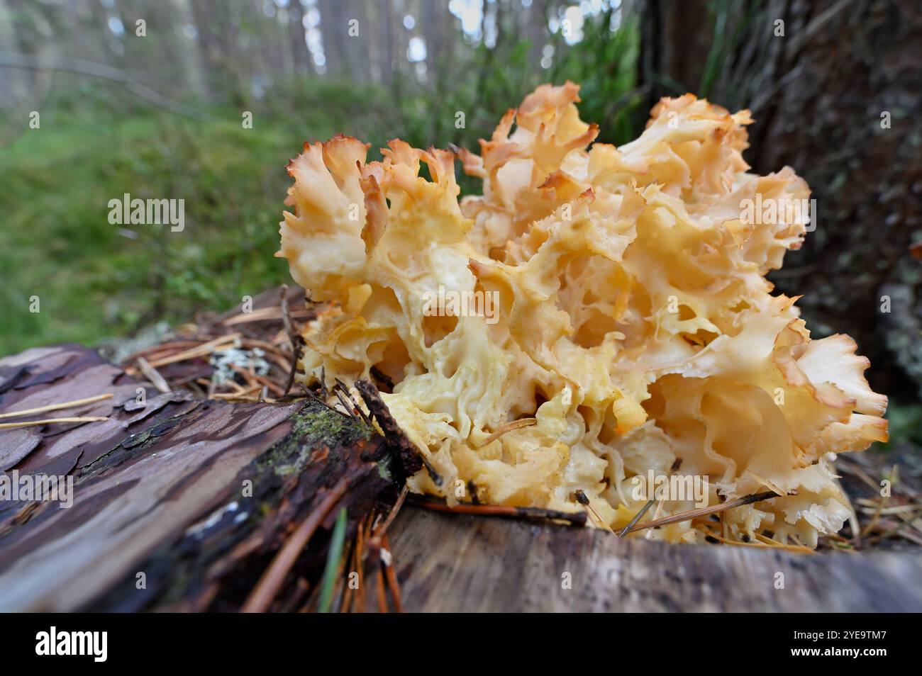 Cauliflower fungi (Sparassis crispa) specimen growing on forest floor ...