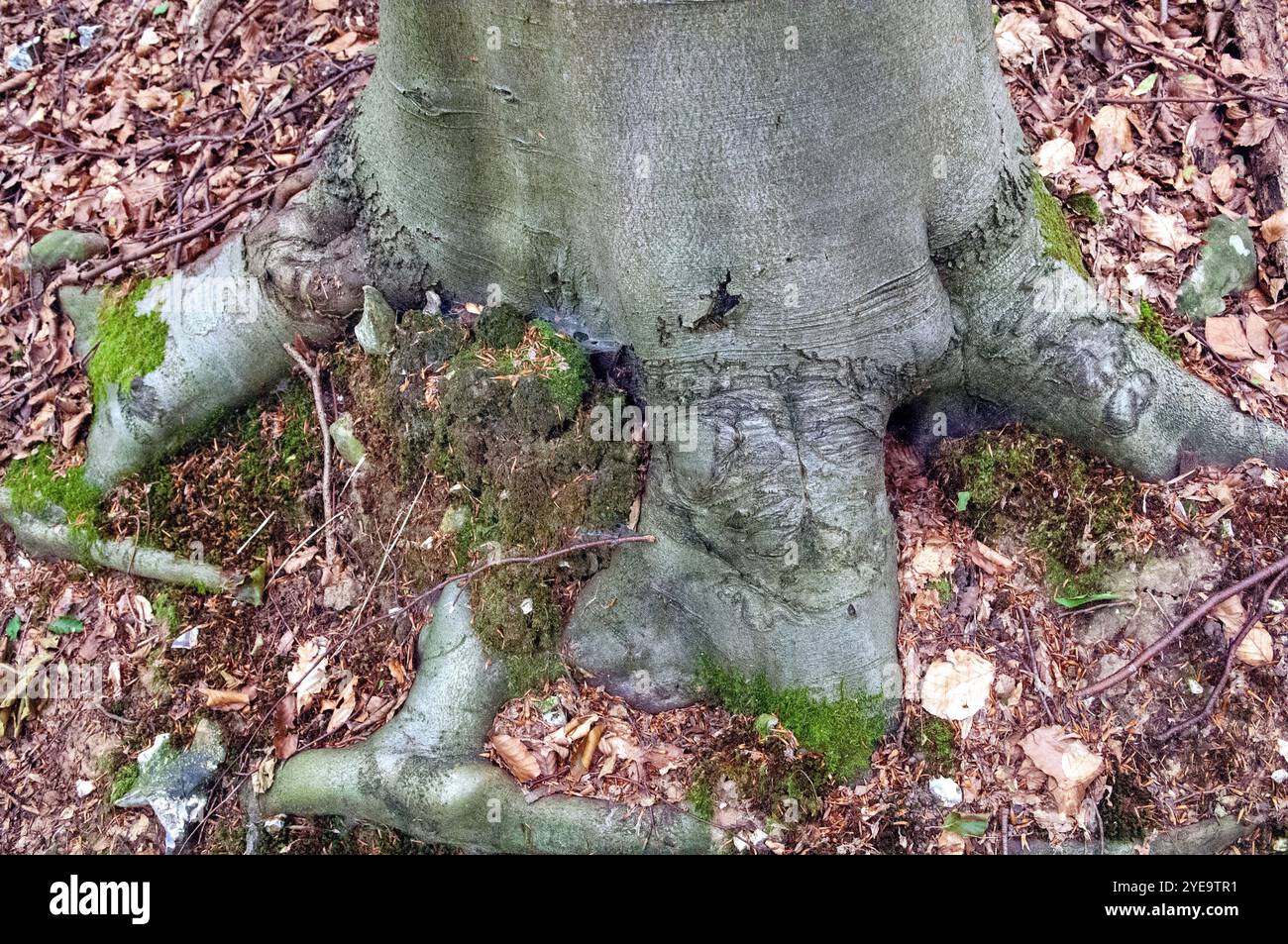 Tree bumps hi-res stock photography and images - Alamy