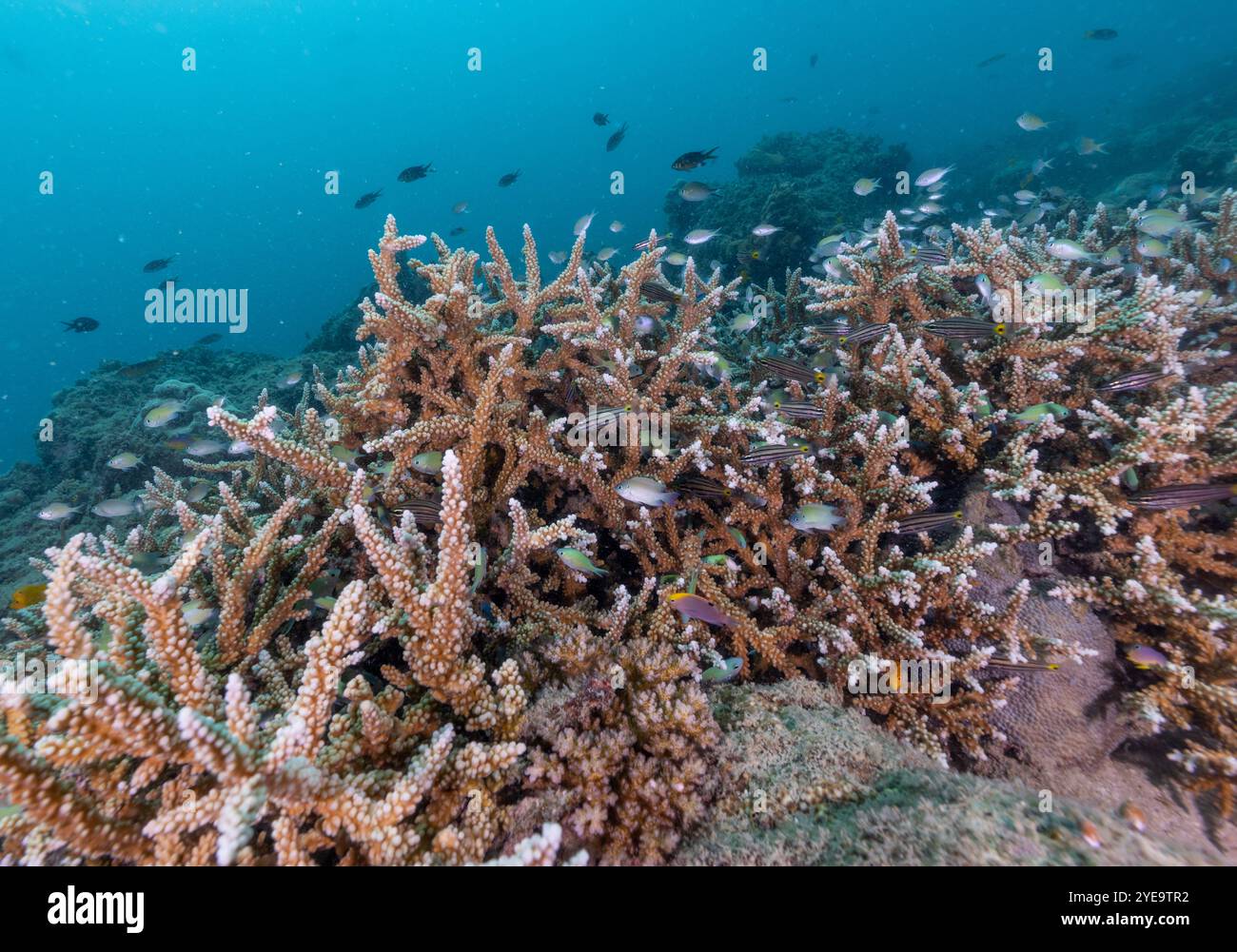 Wonderful Corals - photographed during scuba diving in Havelock Island ...