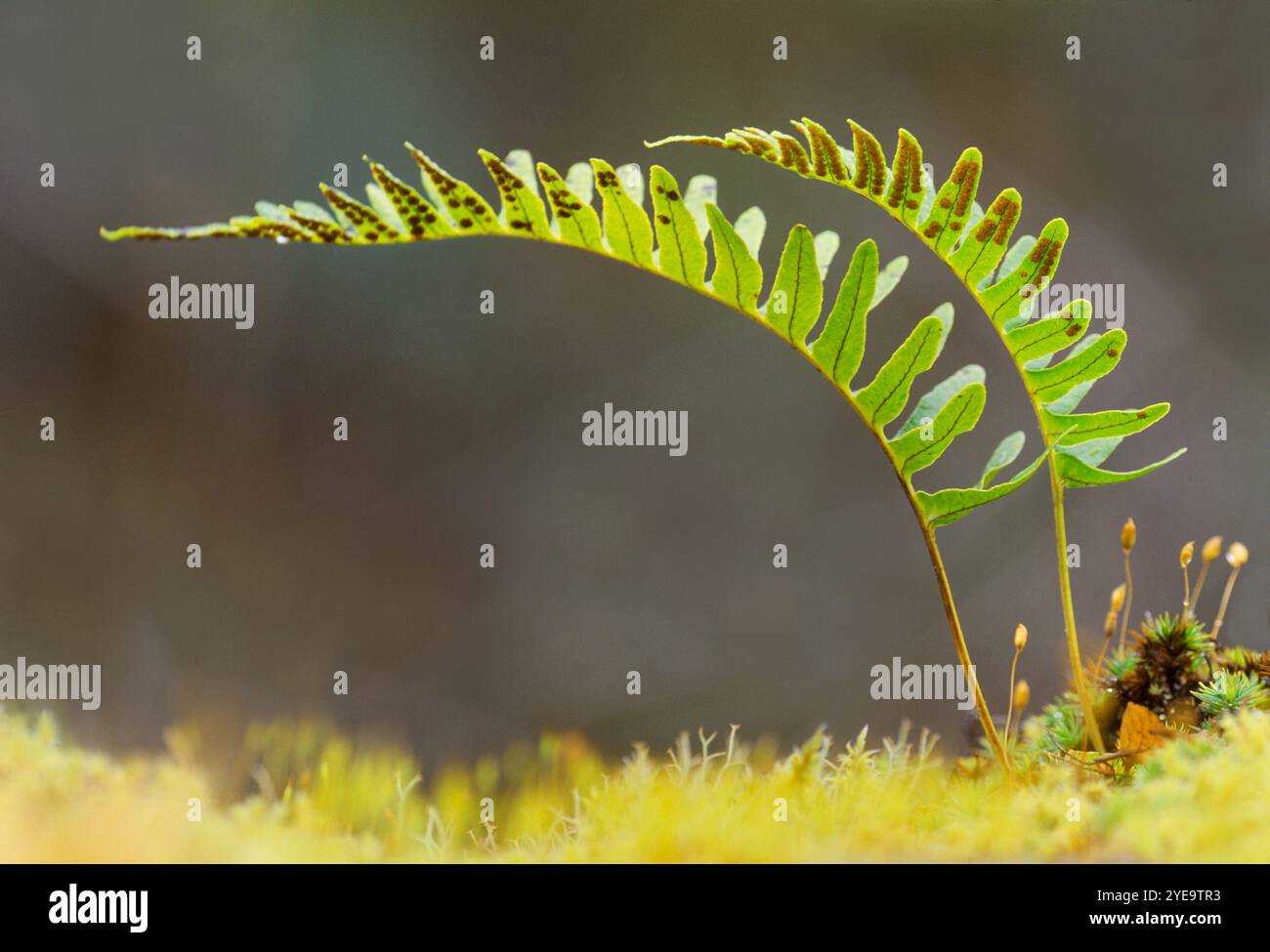 Epiphytic ferns hi-res stock photography and images - Alamy