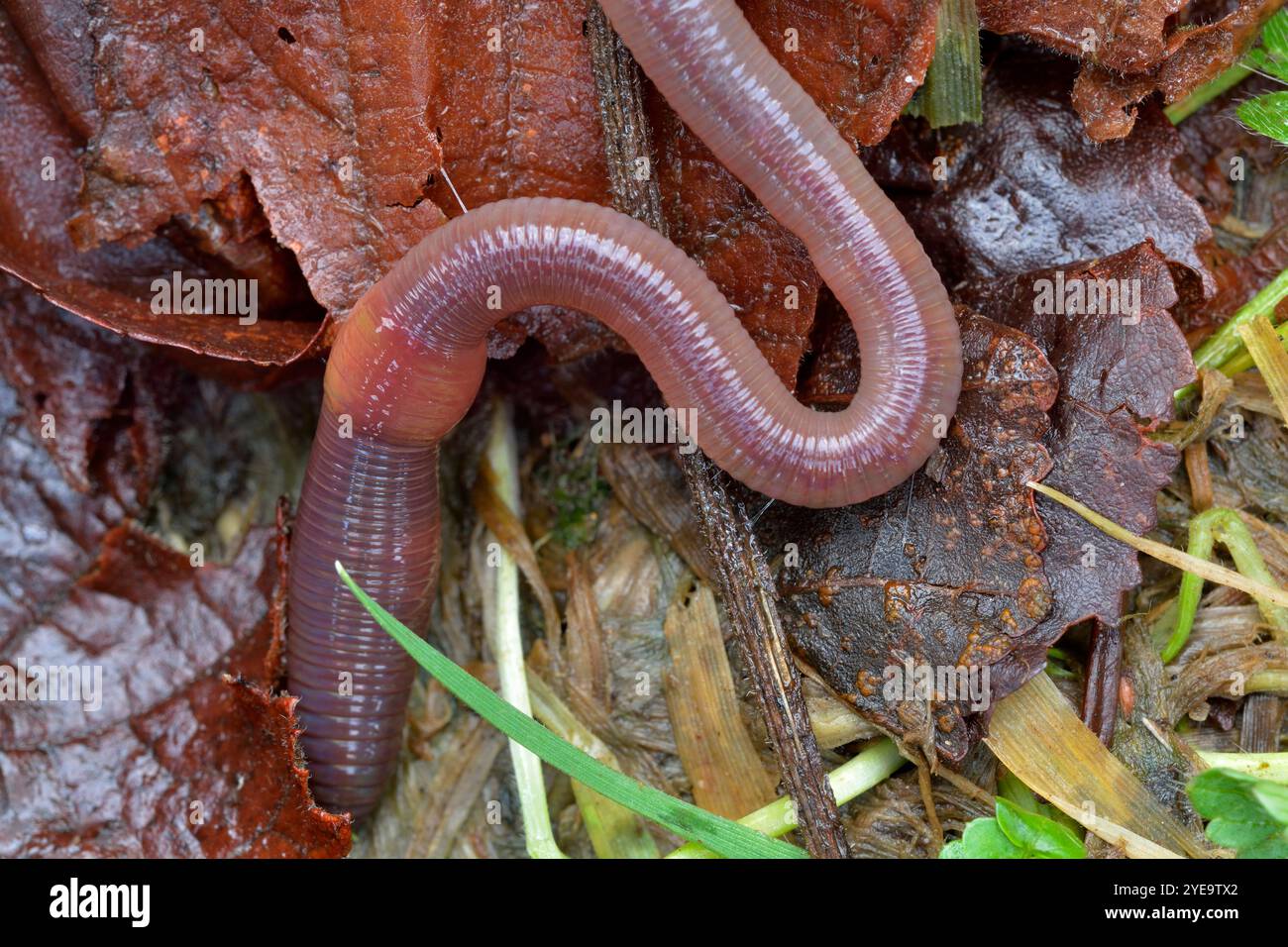 Earthworm (Lumbricus terrestris) on surface of ground in among grasses ...