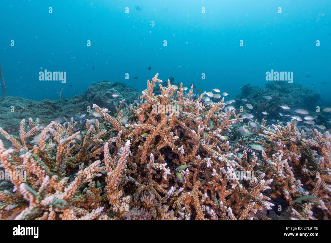 Wonderful Corals - photographed during scuba diving in Havelock Island ...