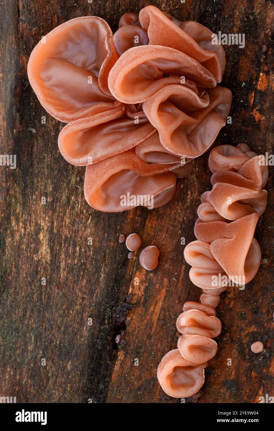 Jelly Ear / Wood Ear Fungi (Auricularia auricula judae) growing on dead ...