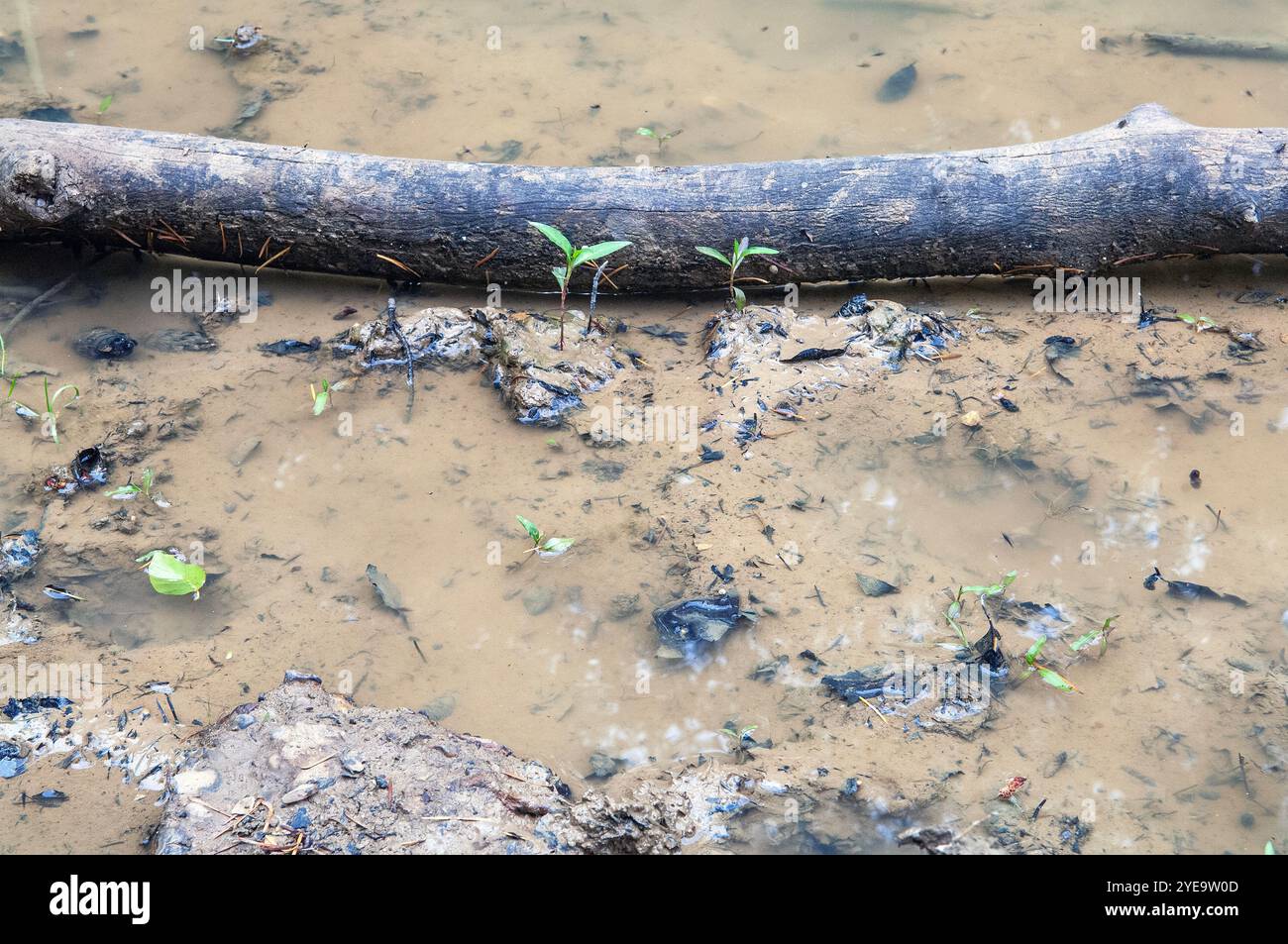 Rotting logs scattered on the ground amonst the leaves and the mud ...