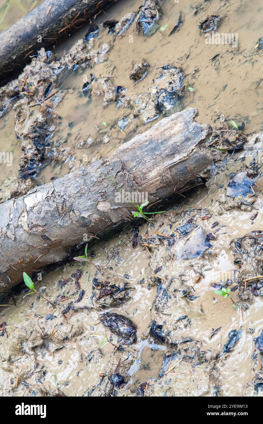 Rotting logs scattered on the ground amonst the leaves and the mud ...