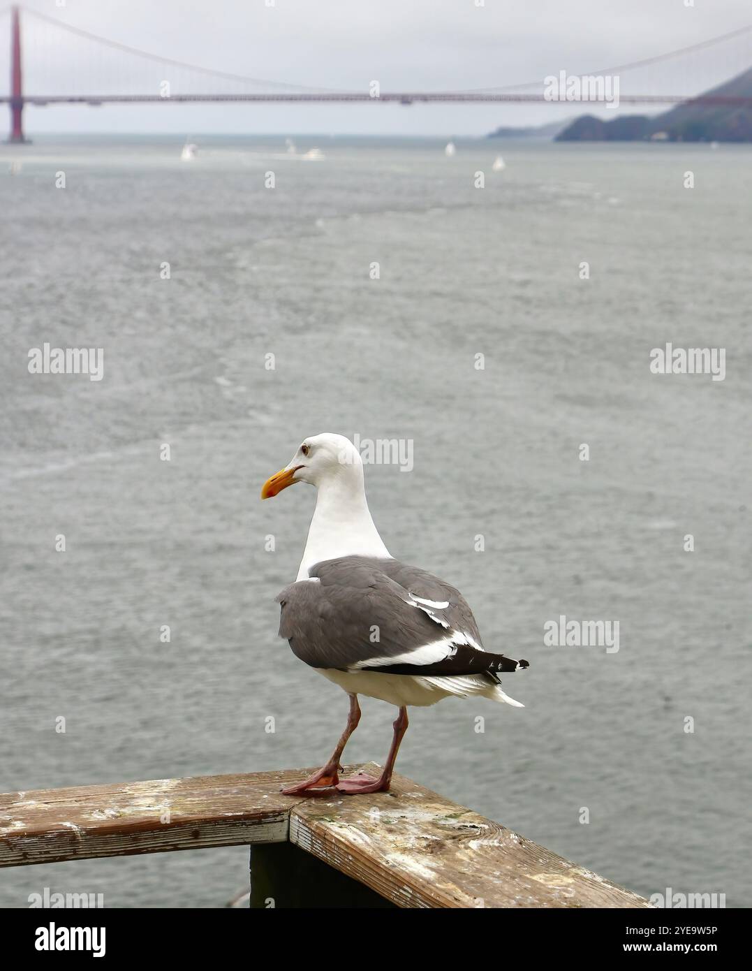 Western gull Larus occidentalis posing on a fence on Alcatraz Island ...