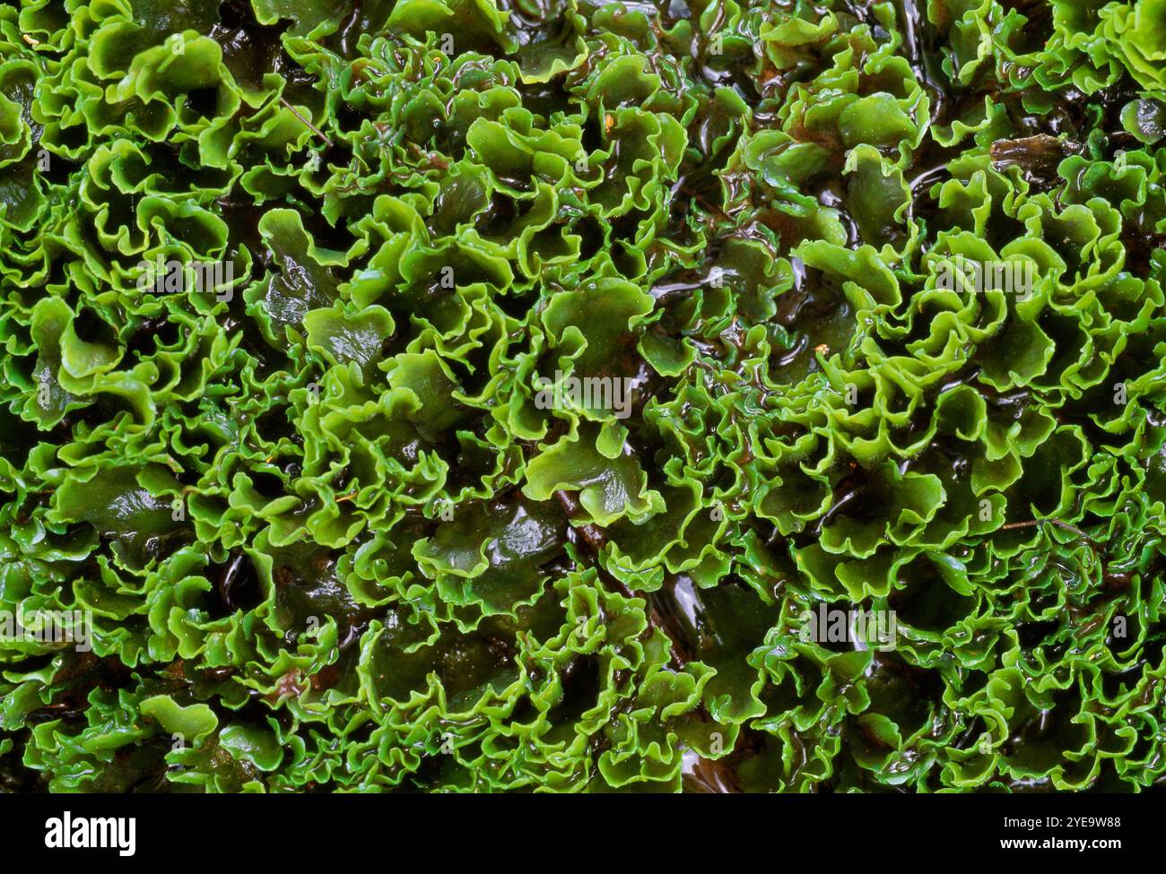 Dripwort hi-res stock photography and images - Alamy