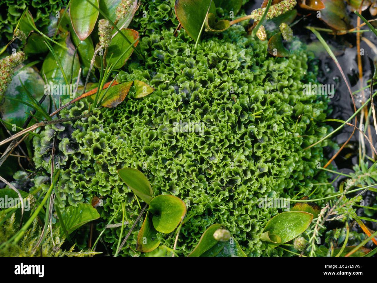 Dripwort hi-res stock photography and images - Alamy