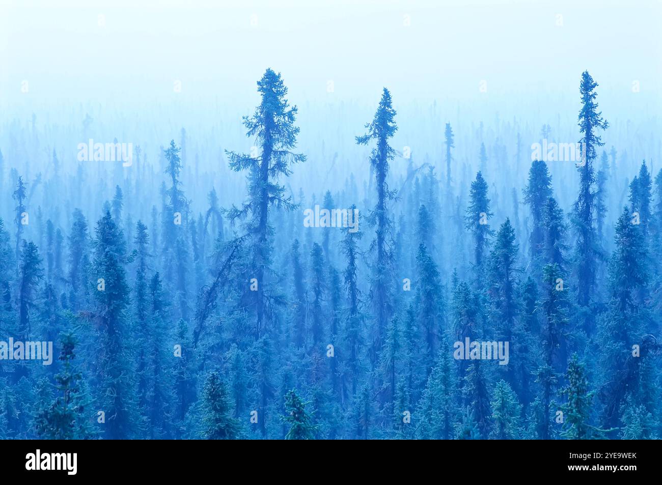 Smoke obscuring silhouetted trees in a forest on Seven Mile Hill, Yukon ...