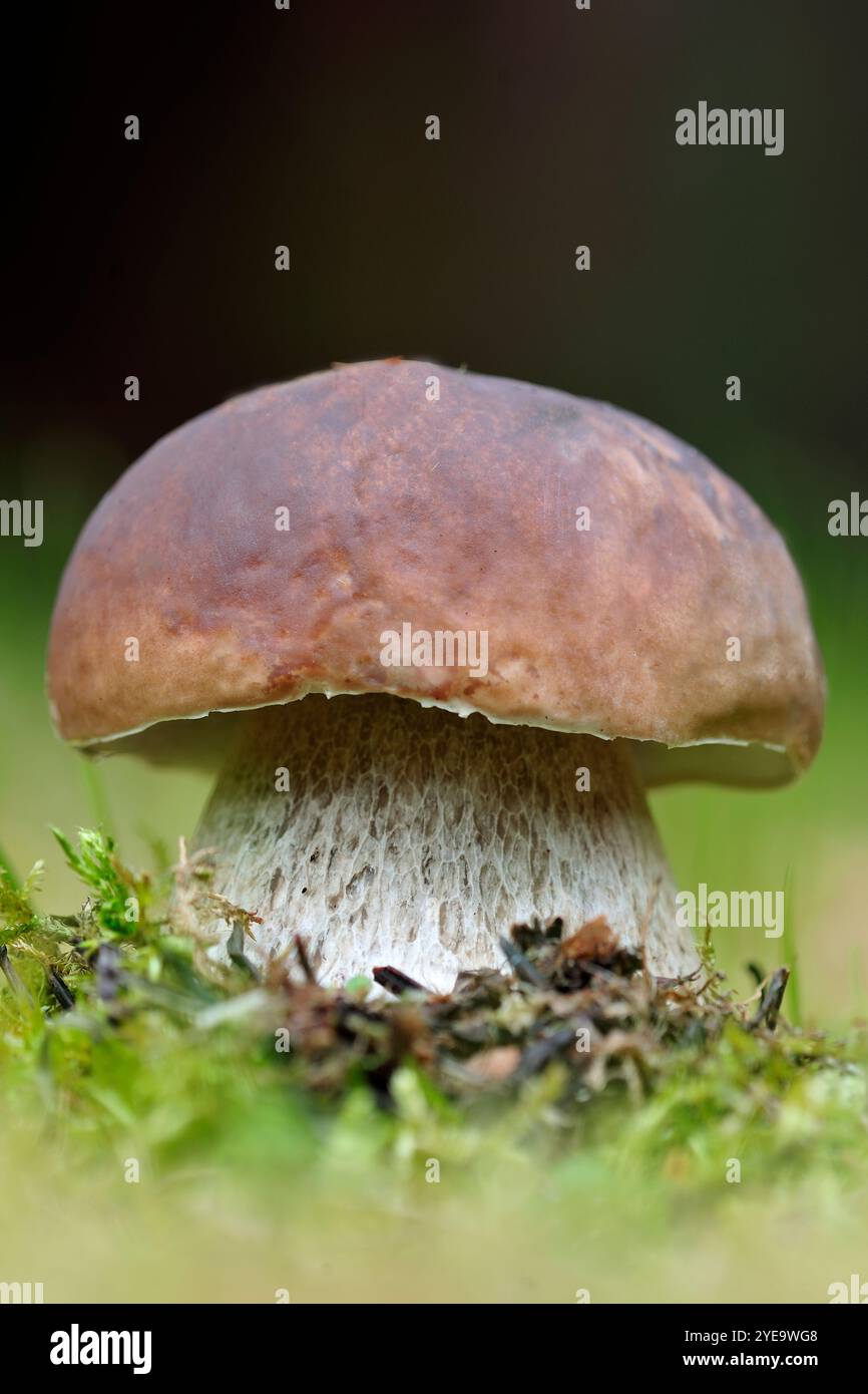 Cep / Penny Bun Fungi (Boletus edulis) fresh, young fruiting body ...