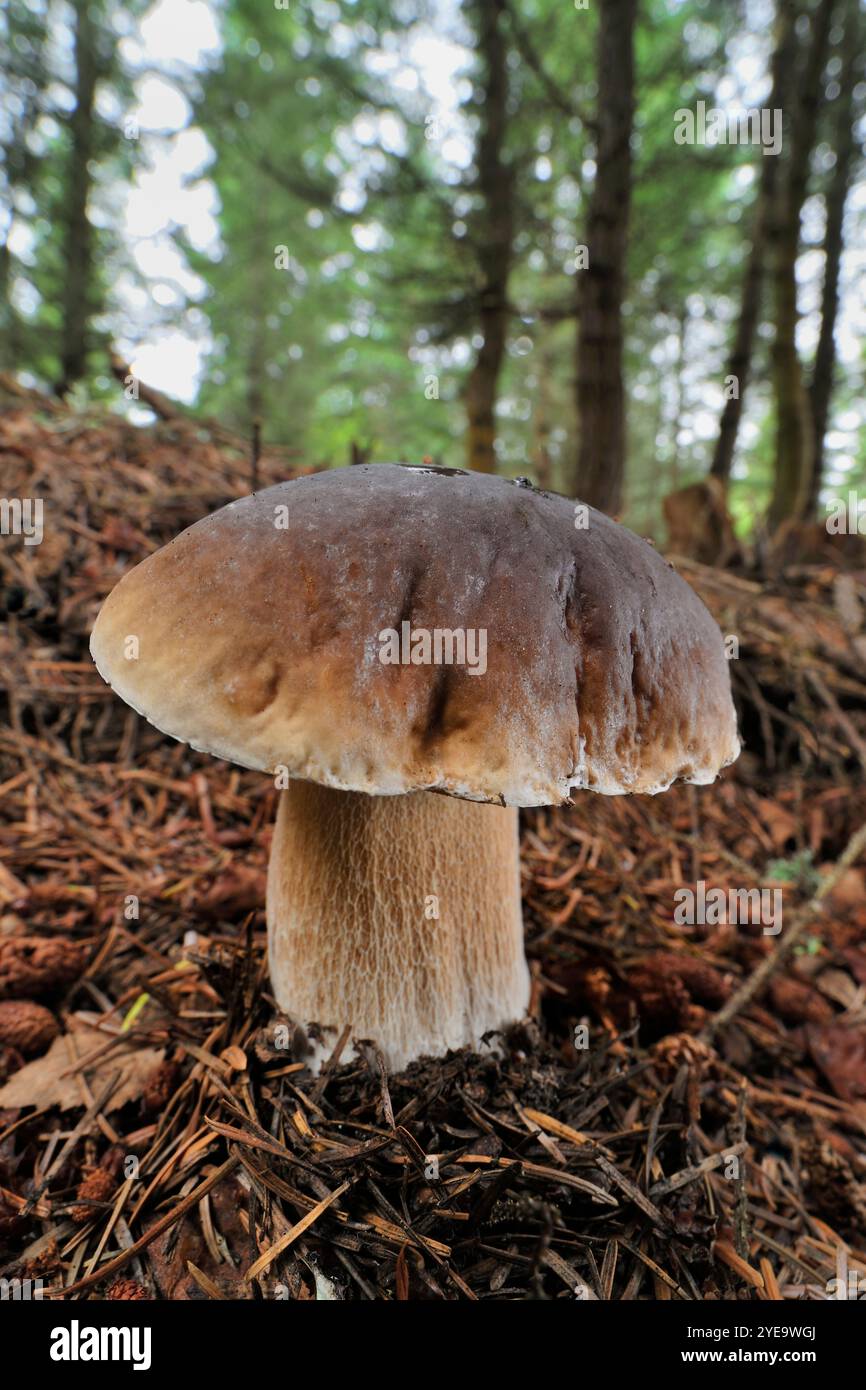 Cep / Penny Bun Fungi (Boletus edulis) mature fruiting body growing ...