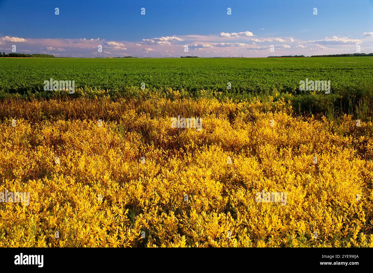 Canada prairies vegetation hi-res stock photography and images - Alamy