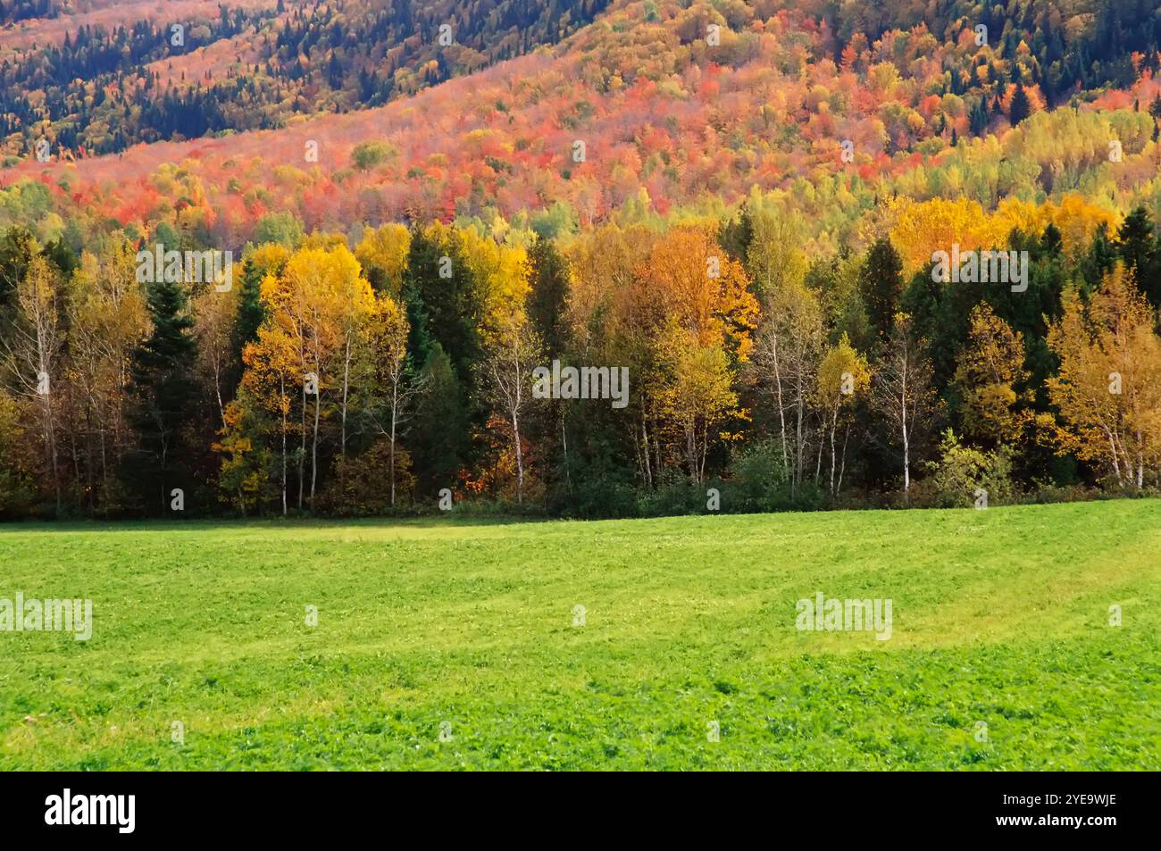 Stunning autumn colours in a woodland; Quebec, Canada Stock Photo - Alamy