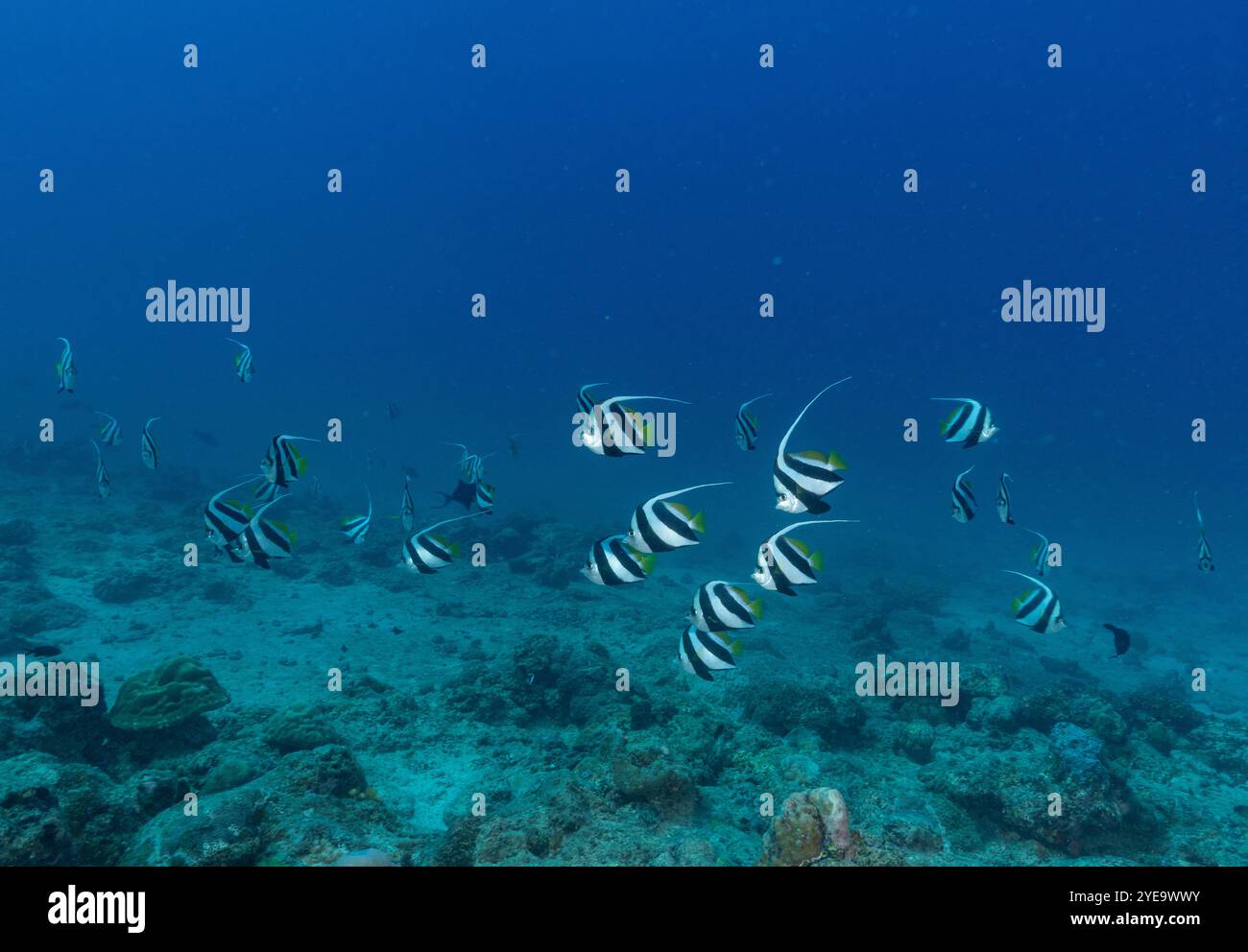 School of Bannerfish - Underwater Image taken during scuba diving in ...