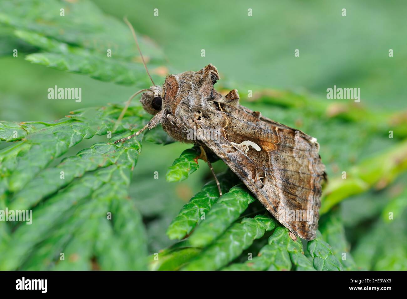 Silver moth scotland hi-res stock photography and images - Alamy
