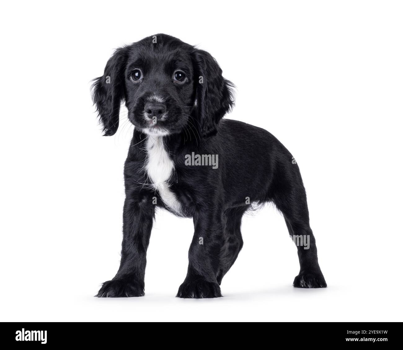 Cute English working cocker spaniel dog puppy, standing side ways ...