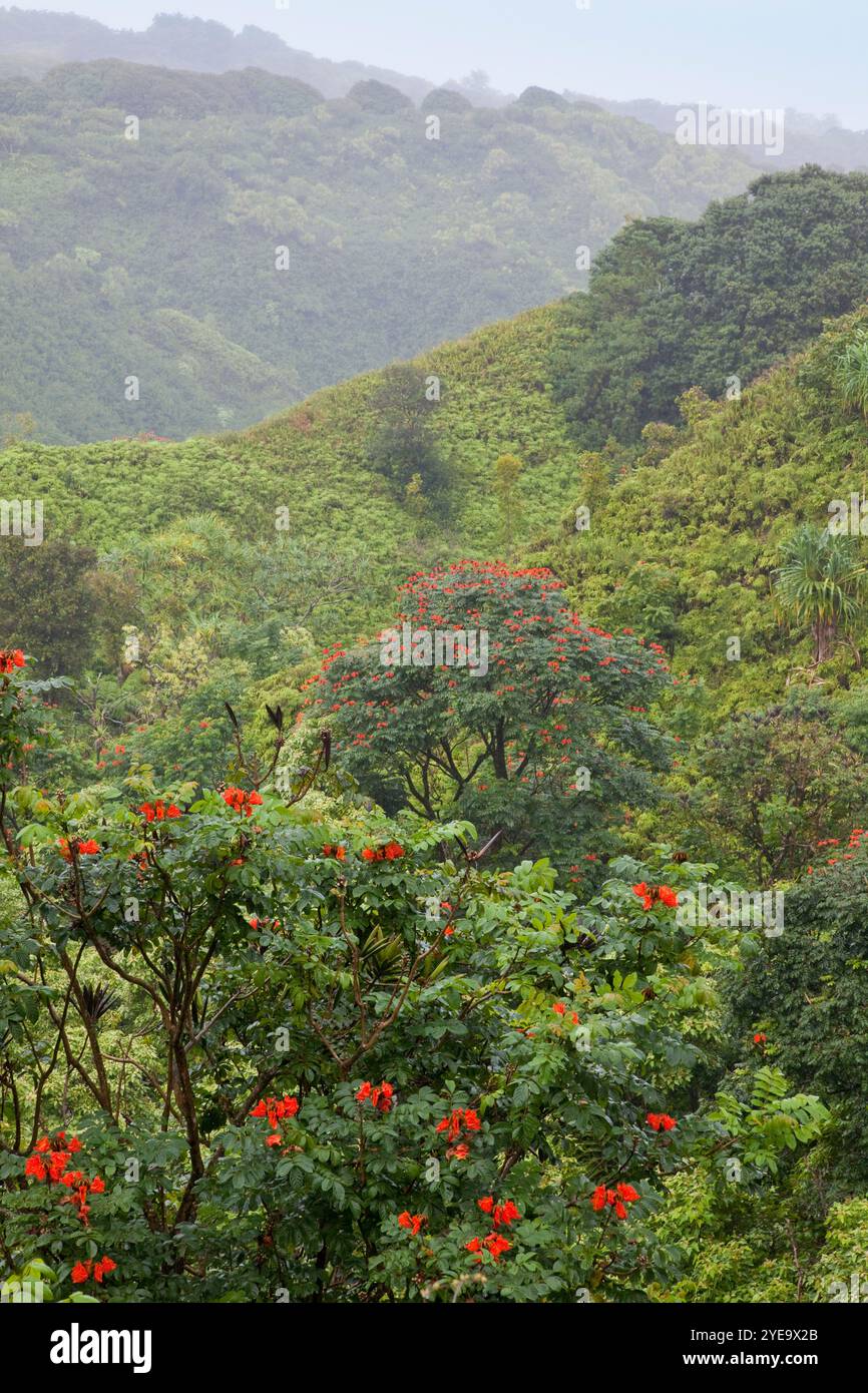 Flowering plants in a lush rainforest along the Hana HIghway, Maui ...