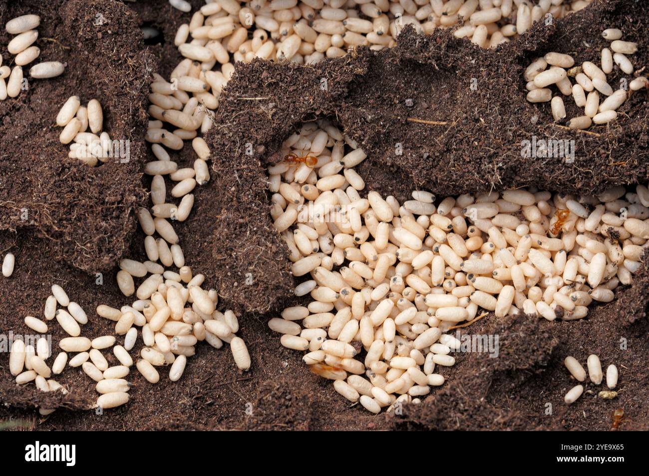 Yellow Meadow Ants (Lasius flavus) photographed under controlled ...
