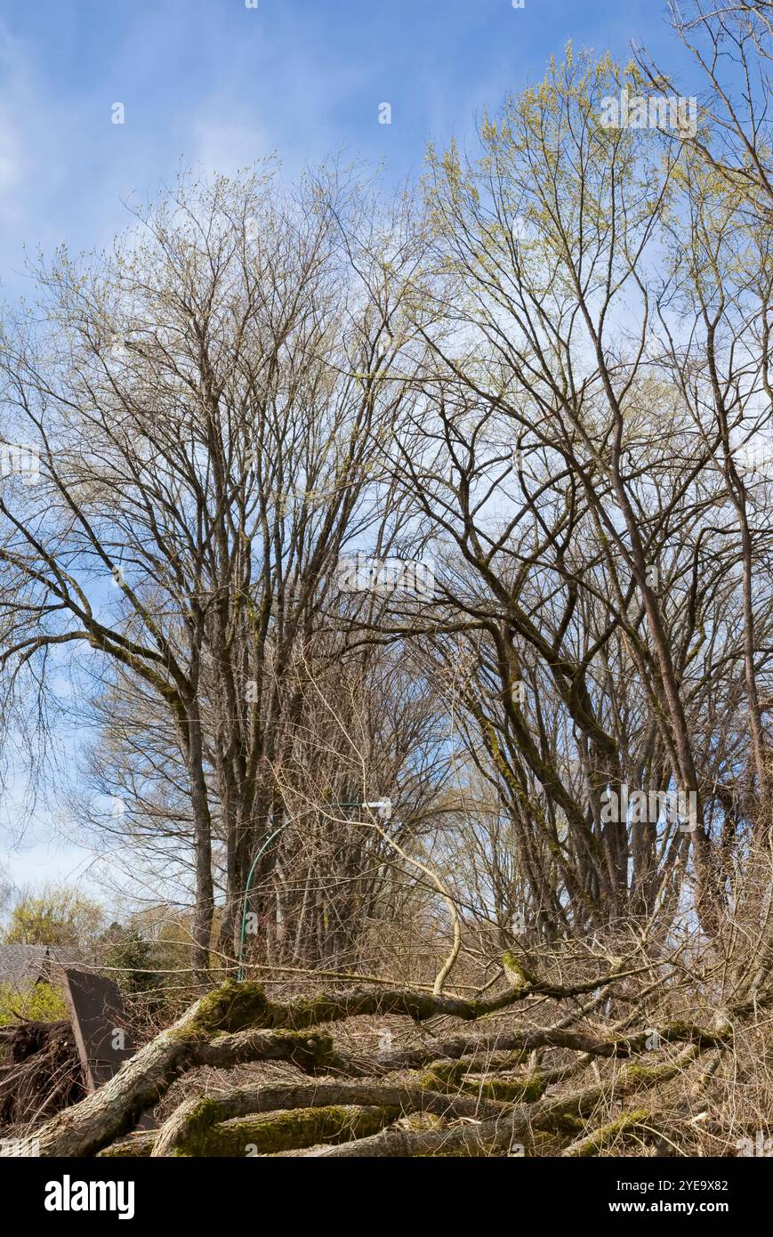 Uprooted tree after a windstorm; Vancouver, British Columbia, Canada ...