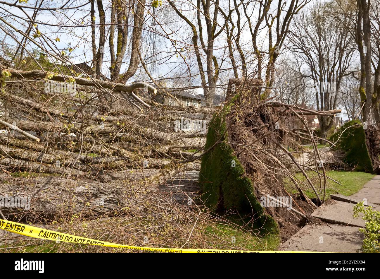 Uprooted tree after a windstorm, fallen and blocking a street ...