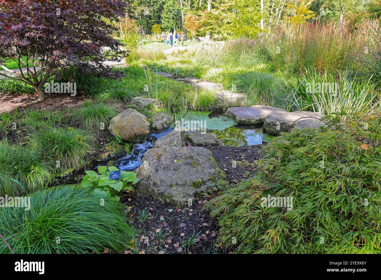 The Chinese Streamside Garden, RHS Bridgewater Garden, Worsley in ...