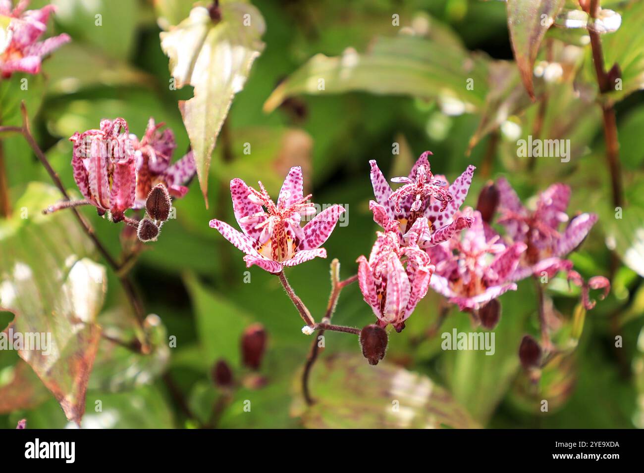 The striking magenta and white spotted flowers of a Toad Lily ...