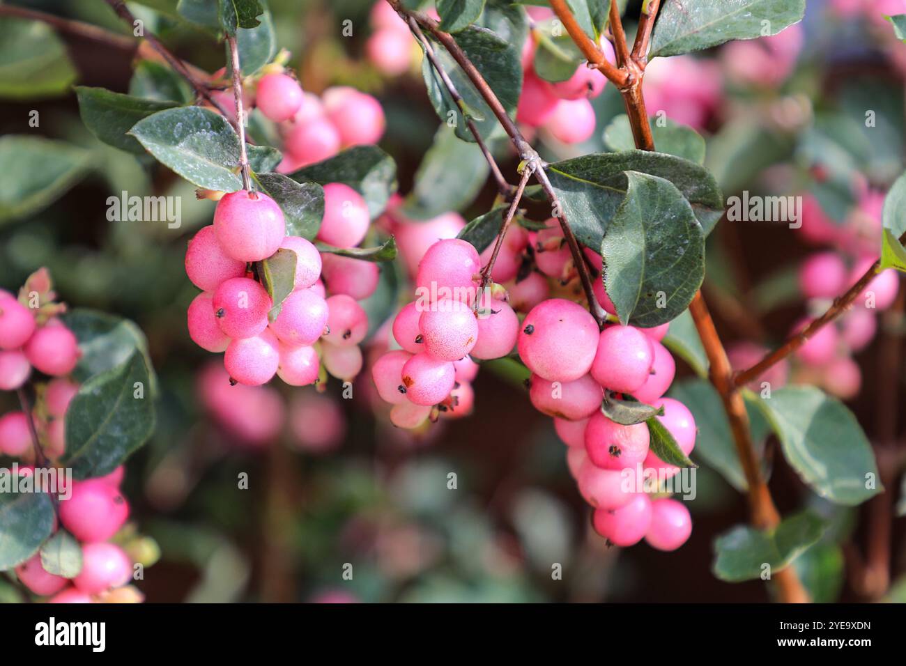 The pink berries of a Snowberry bush, Symphoricarpos 'Magical Candy ...