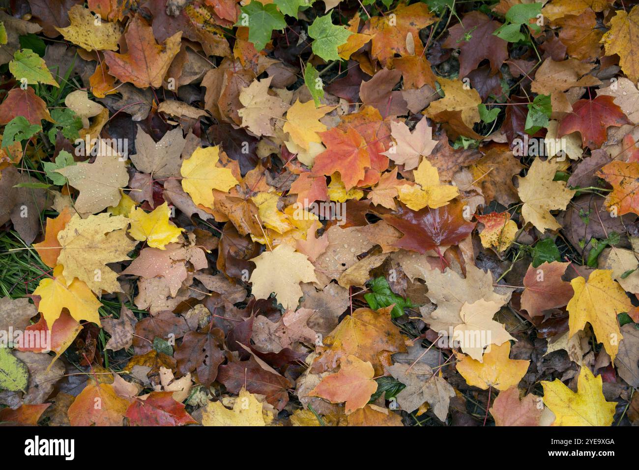 Fallen leaves create a colourful cloak on the ground, highlighted by ...