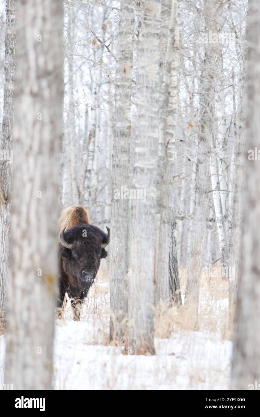 Woods Bison (Bison bison athabascae) at Elk Island National Park ...