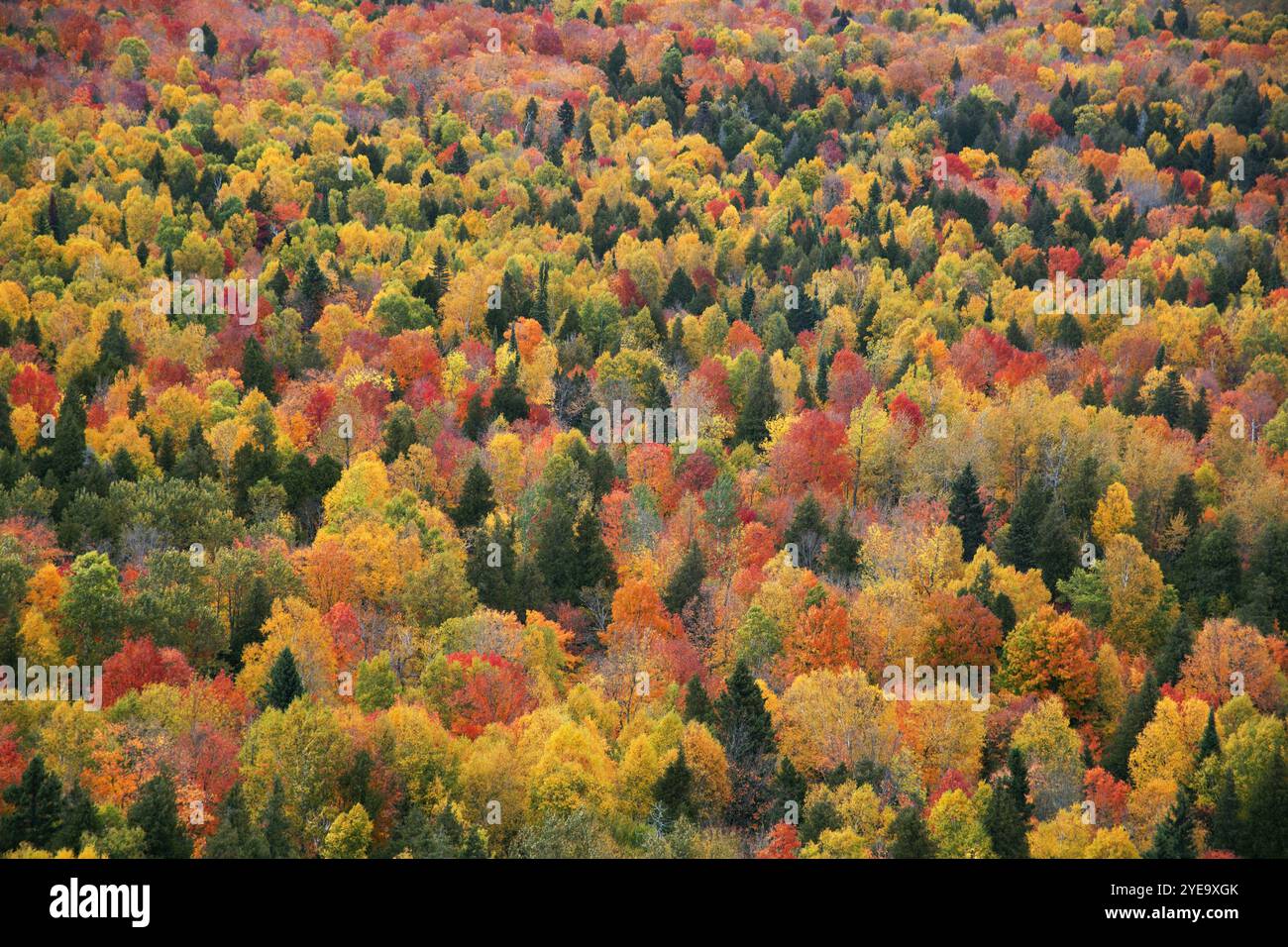 Autumn view from an overlook on the loop trail on Oberg Mountain, along ...