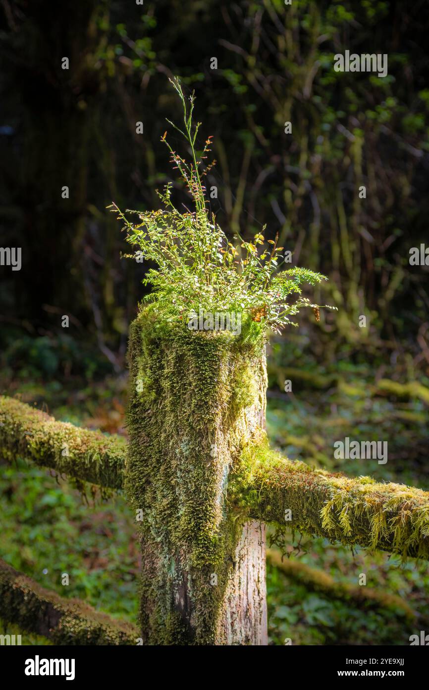 Various plants and moss growing out of the top of a cedar fence post in ...