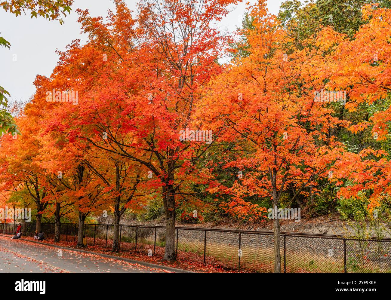 Trees with brilliant fall colors at Coulon Park in Renton, Washington Stock Photo - Alamy