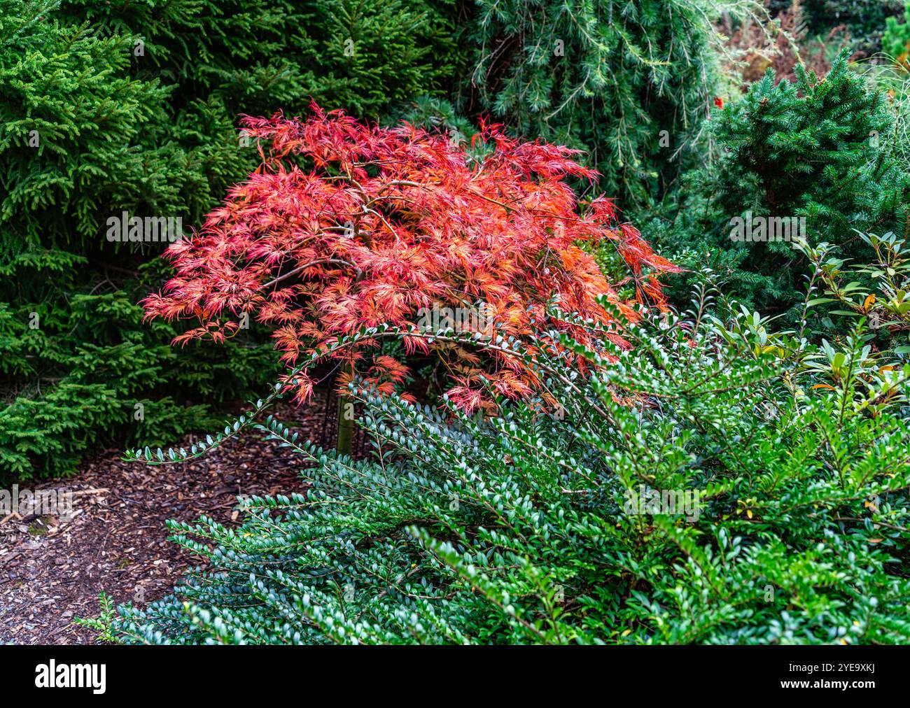 A bush iwth fall leaves at Kubtoa Gardens in Seattle, Washington Stock ...