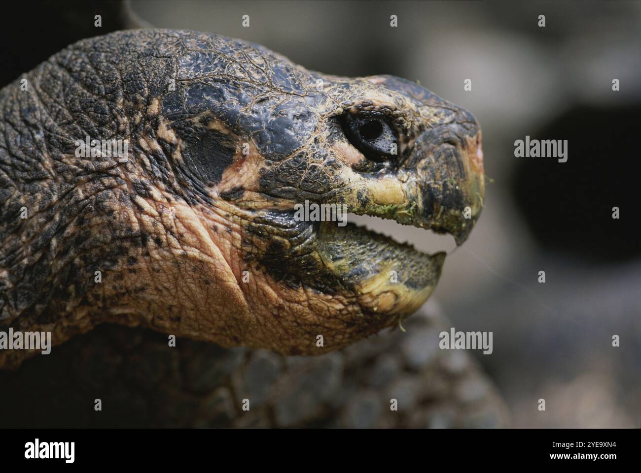 Close view of a Giant tortoise's head at the Charles Darwin Research ...