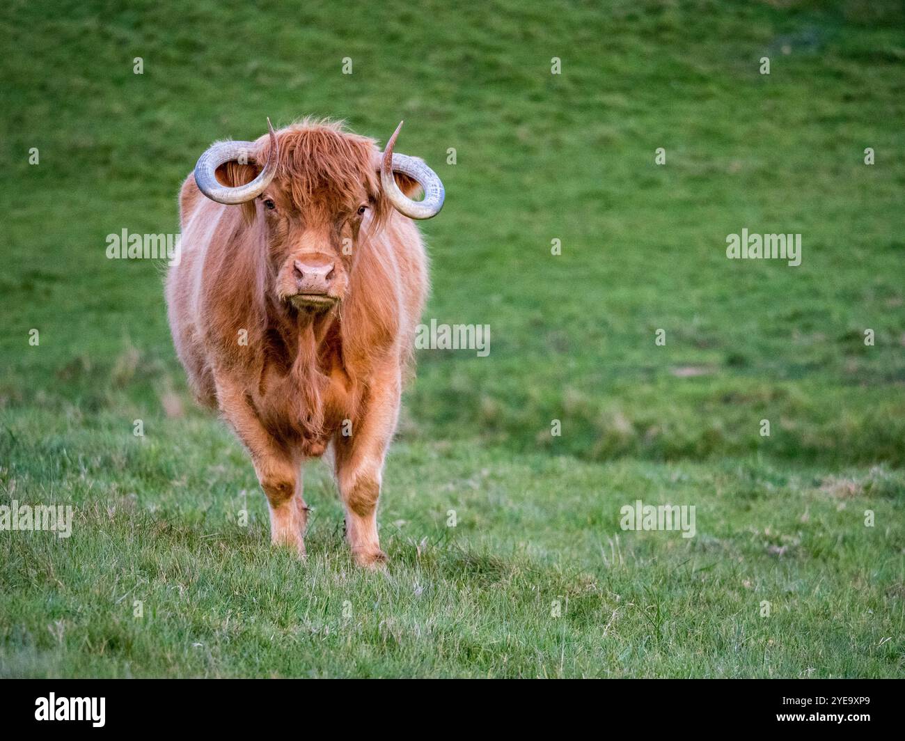 Scottish Highland cattle in a lush pasture in New Zealand Stock Photo ...